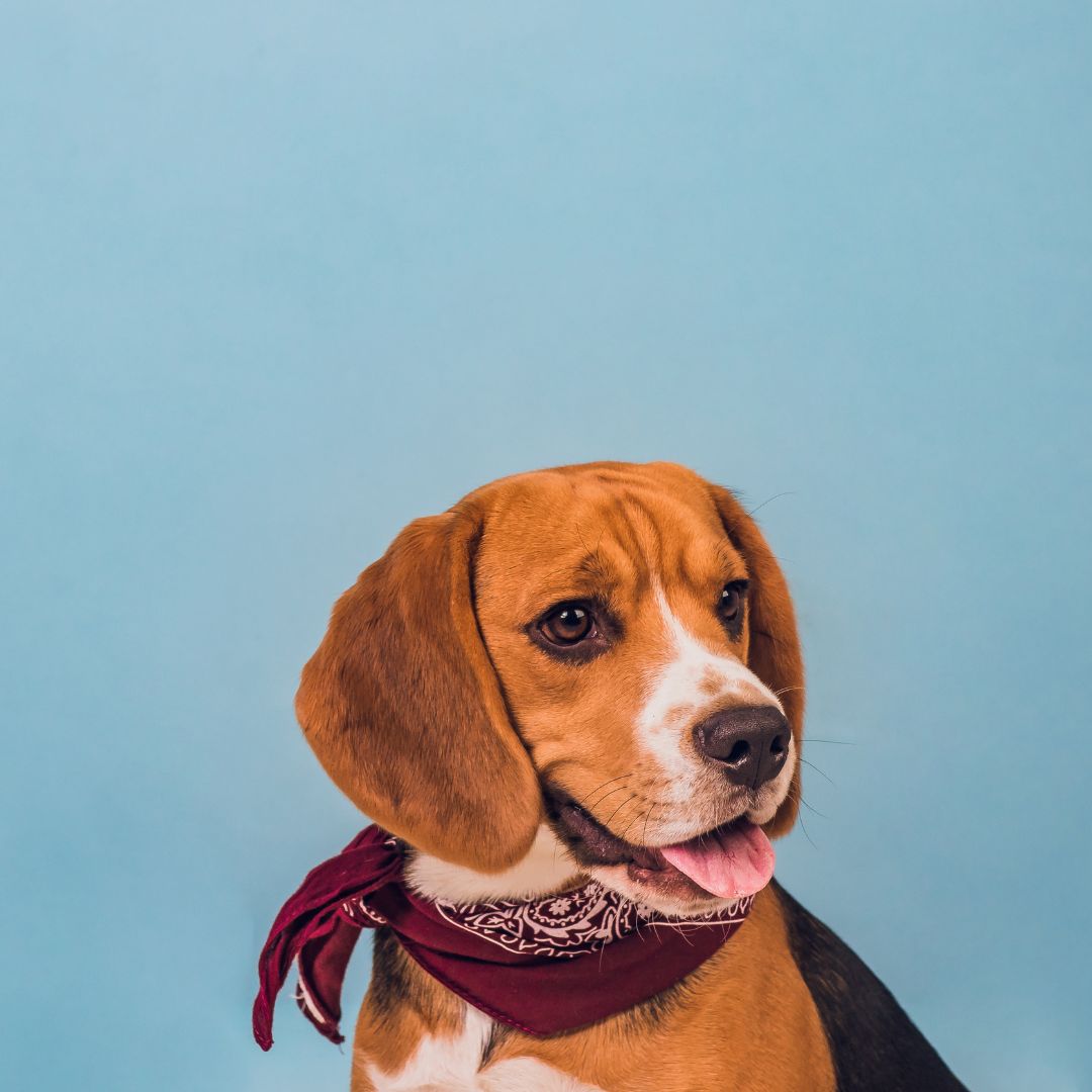 Buy Dog Toys - Dog Puzzle Toys Online at Pawxpress